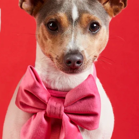 The Foggy Dog | Dog | Foggy Dog Pink Velvet Collar Tie For Dogs | Poshmark